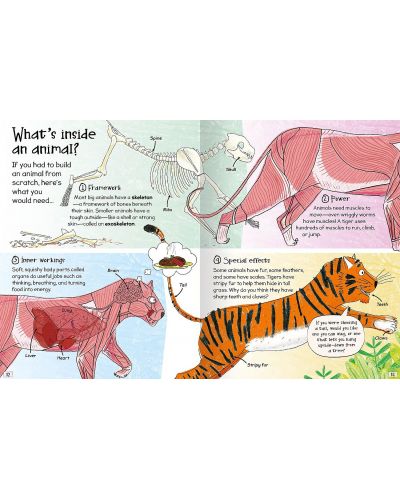Curious Questions and Answers About Animals (Miles Kelly) | Camilla de ...