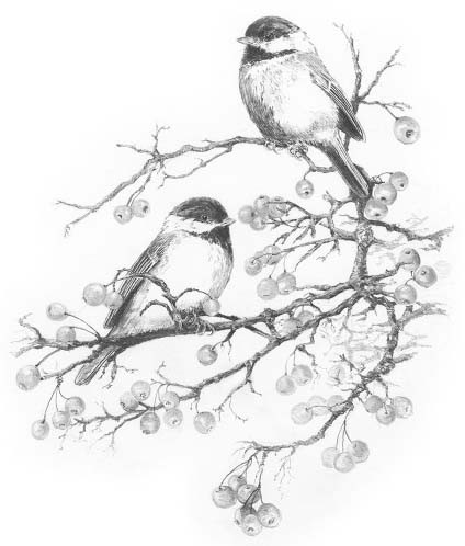 Комплект за рисуване на графика Royal - Птички, 23 х 30 cm | Ozone.bg