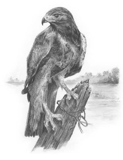 Комплект за рисуване на графика Royal - Сокол, 23 х 30 cm | Ozone.bg