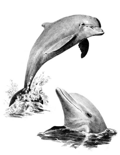 Комплект за рисуване на графика Royal - Делфини, 23 х 30 cm | Ozone.bg