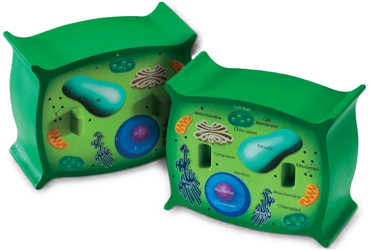 Образователен комплект Learning Resources - Модел на растителна клетка ...