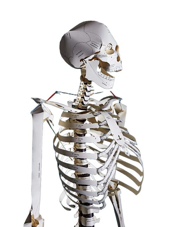 Build Your Own Human Skeleton - Life Size! | | Цена | Ozone.bg