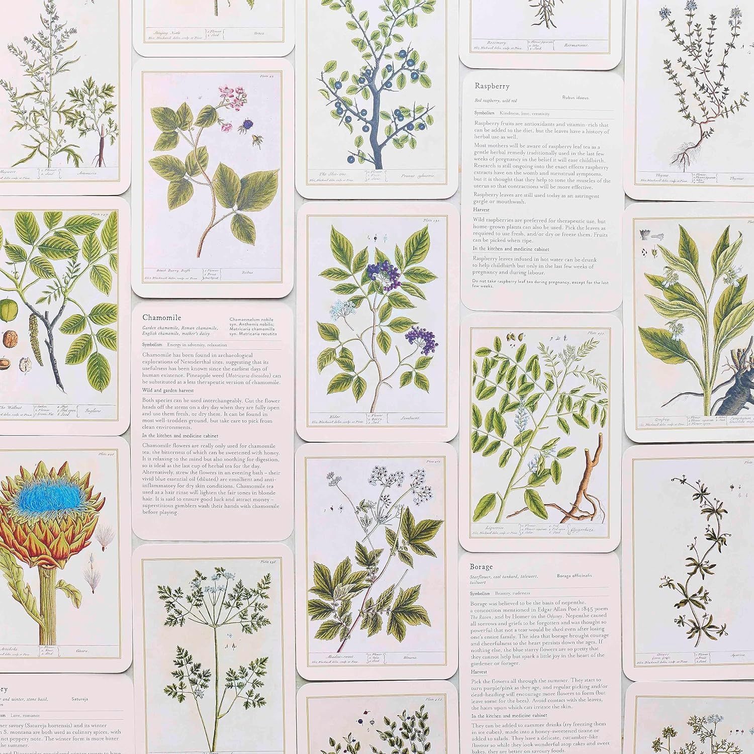 Healing Plants: A Botanical Card Deck (50 Cards and Booklet) | Колектив ...