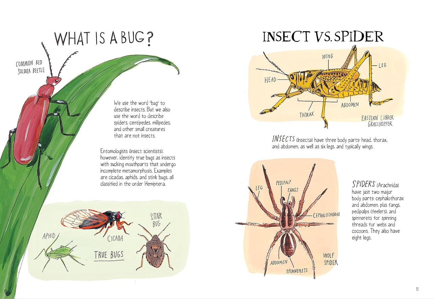 Insect Anatomy | Колектив | Цена | Ozone.bg