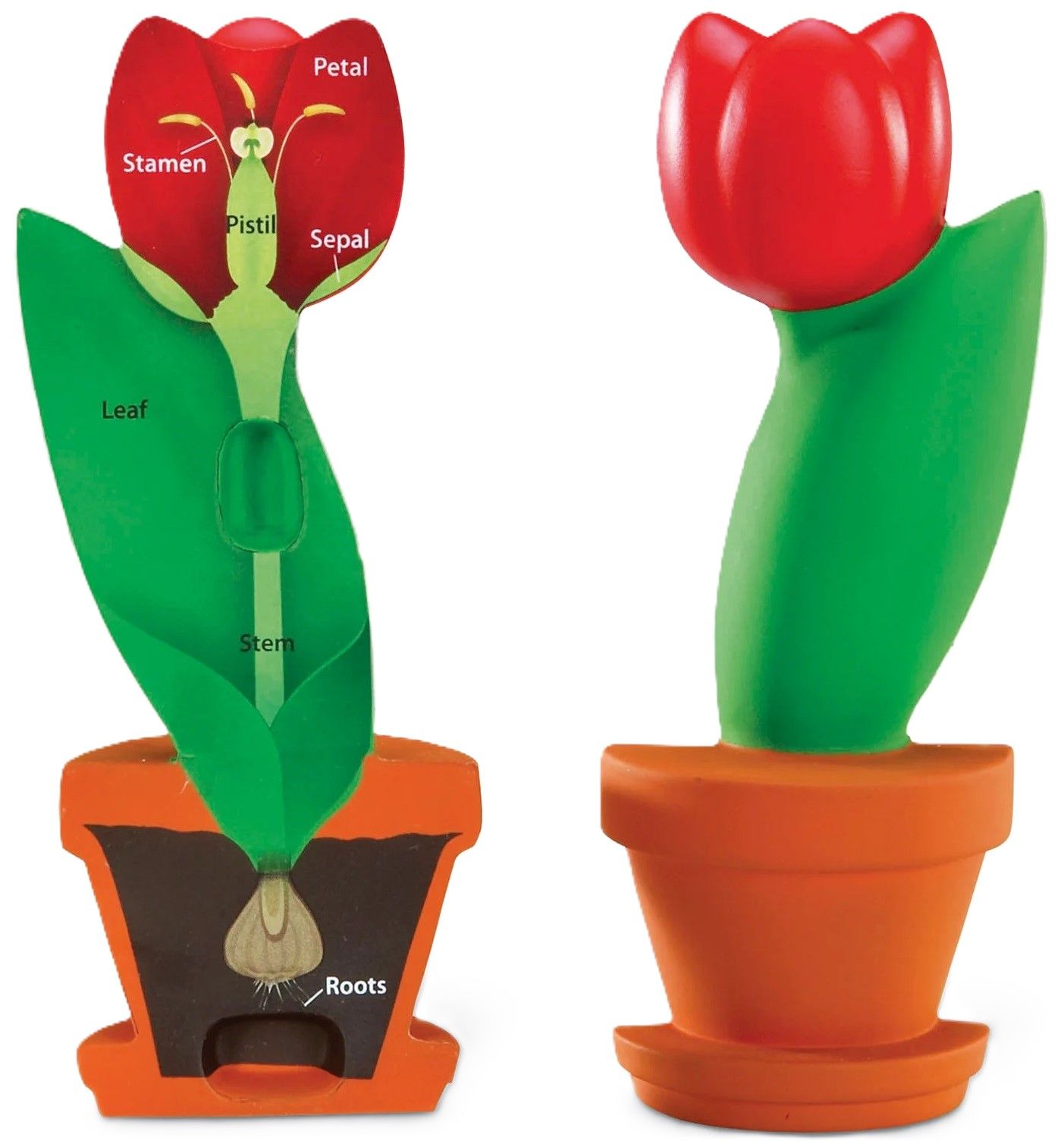Образователен комплект Learning Resources - Модел на лале | Ozone.bg