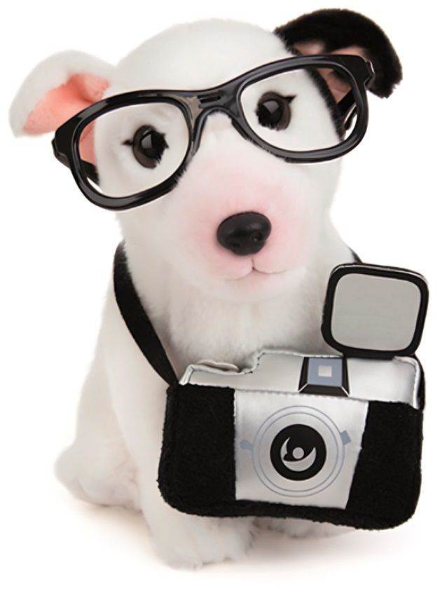 Плюшена играчка Studio Pets - Бултериер Чарли, с аксесоари | Отлична цена | Ozone.bg